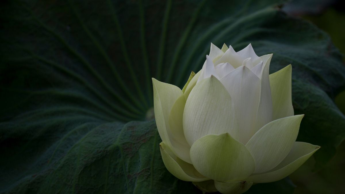 101+ hình nền hoa Sen 4K đẹp cho điện thoại, máy tính